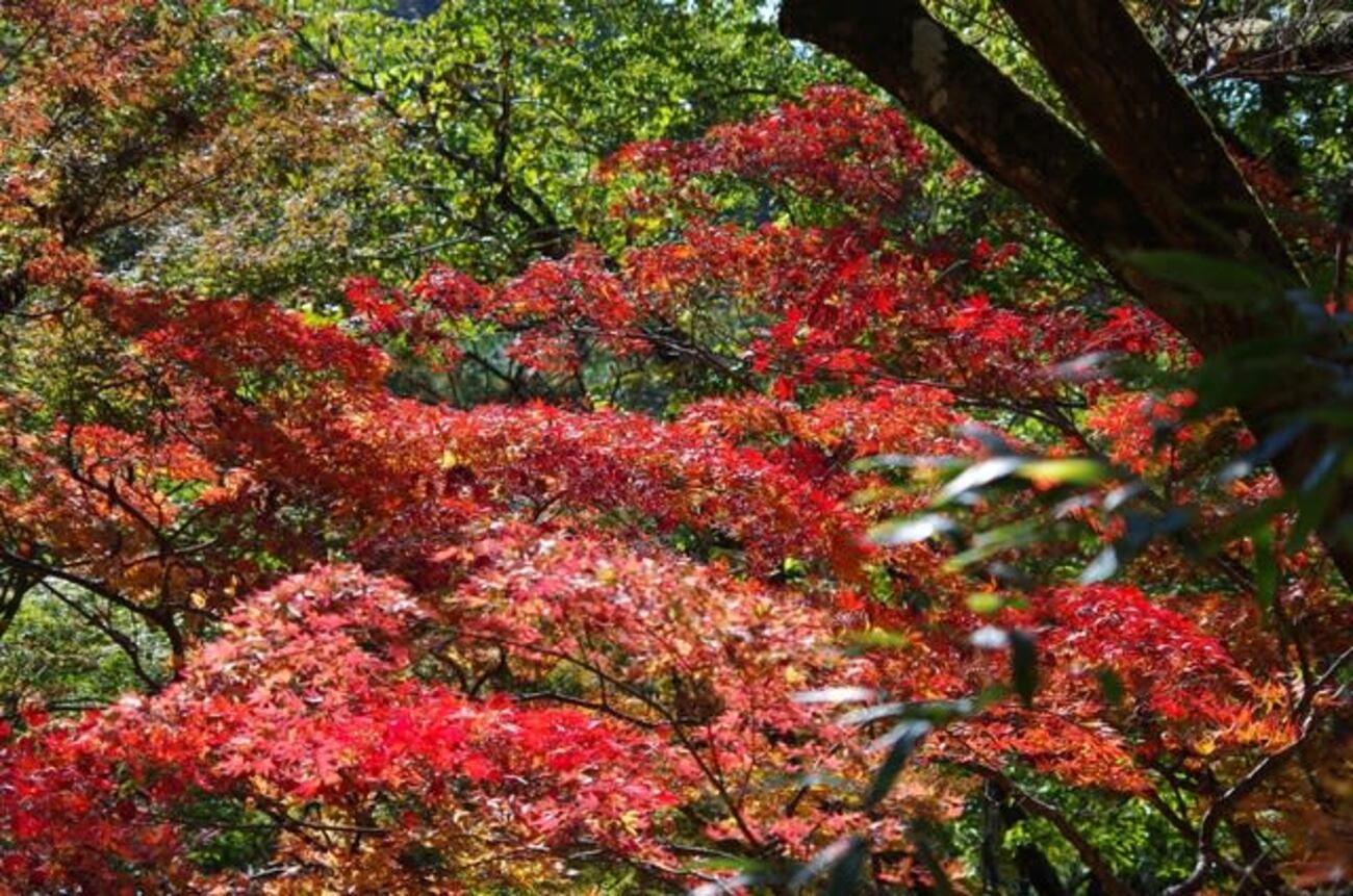 紅葉とおでんと熊 Nov.10 - Forest Sync.