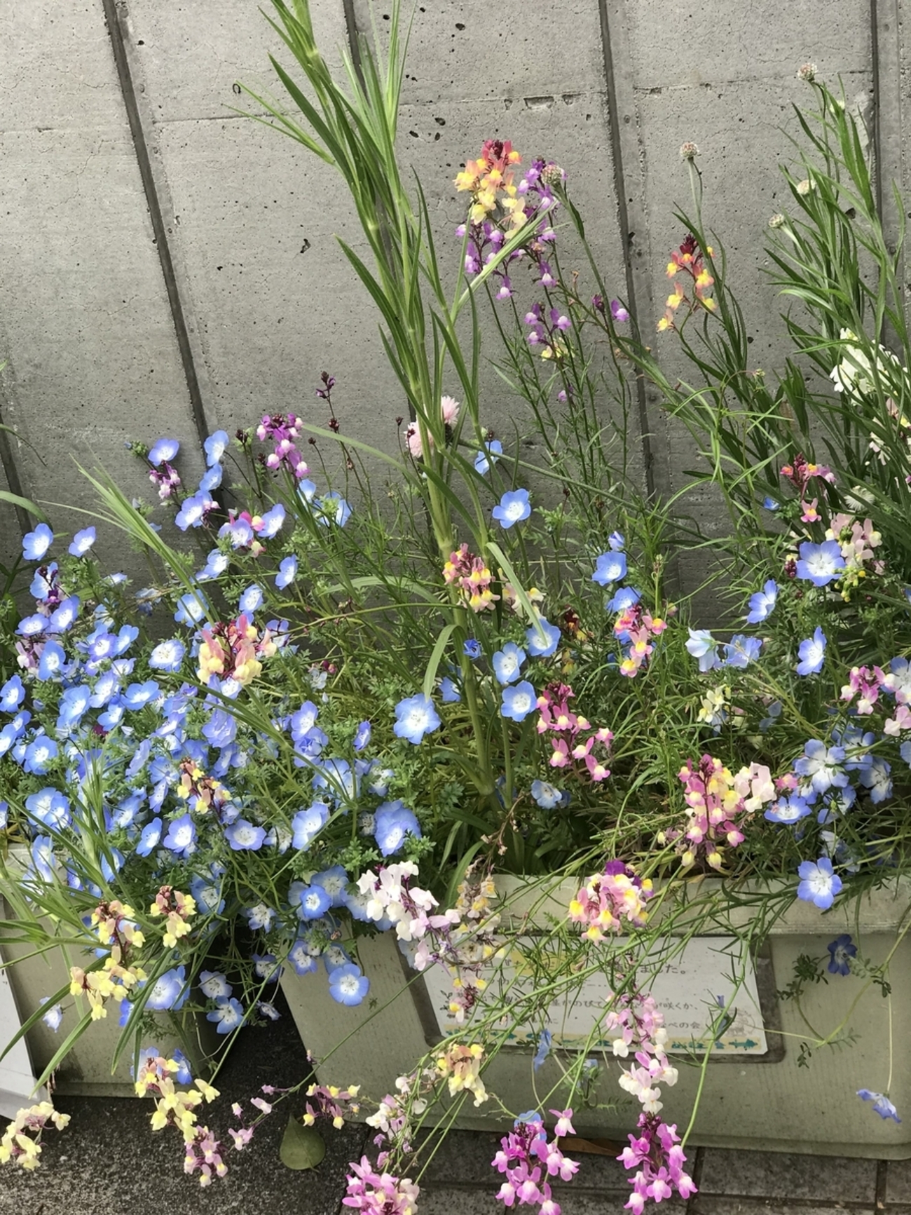 西町の新講座始まりました。 - makana-laniの日記