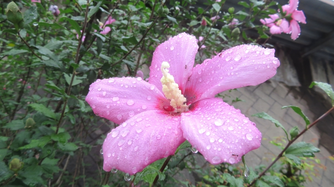 雨が降りました・・・ - Setubunso のお散歩日記