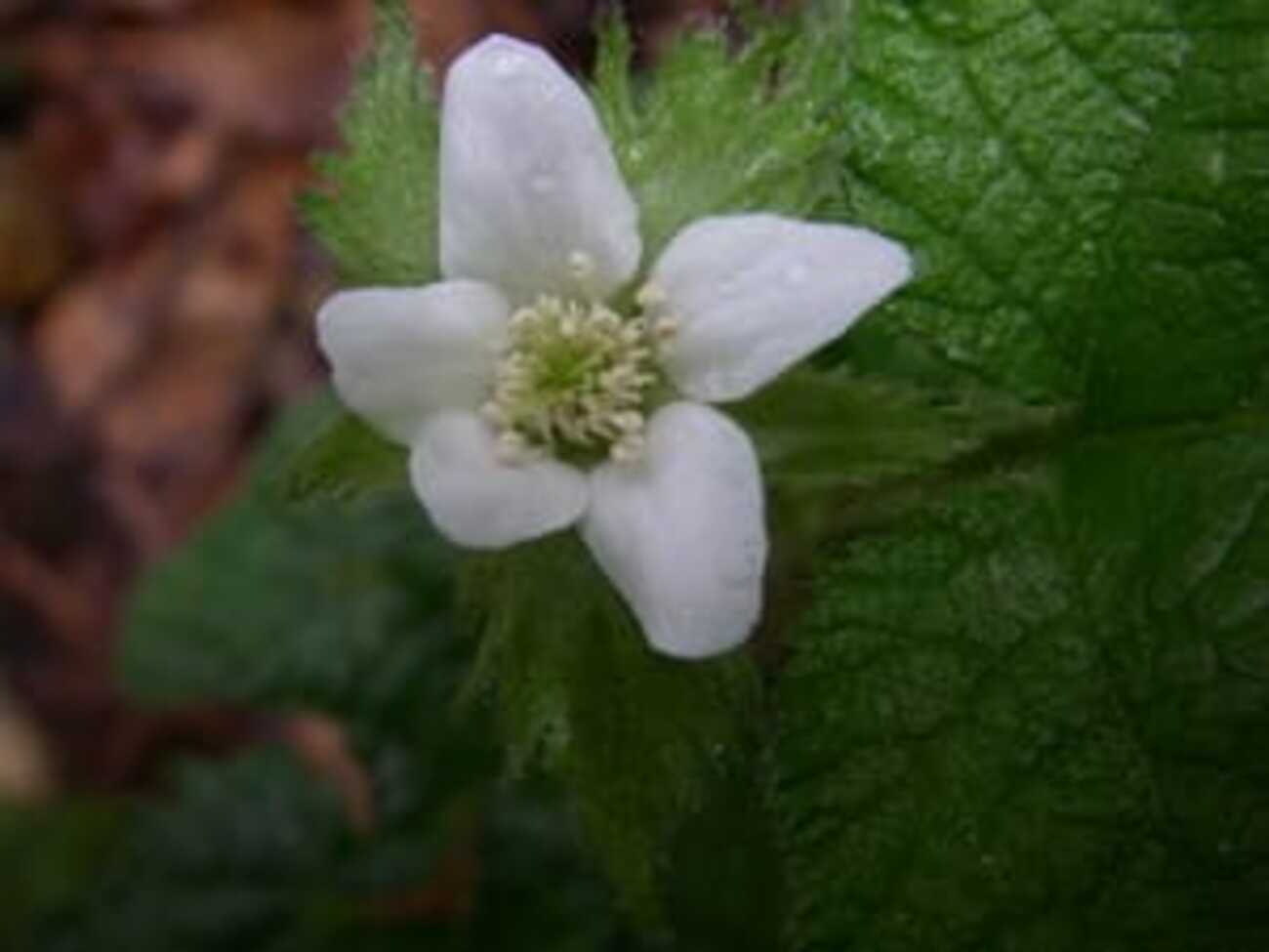 Rubus pectinellus （コバノフユイチゴ） - Forest Sync.