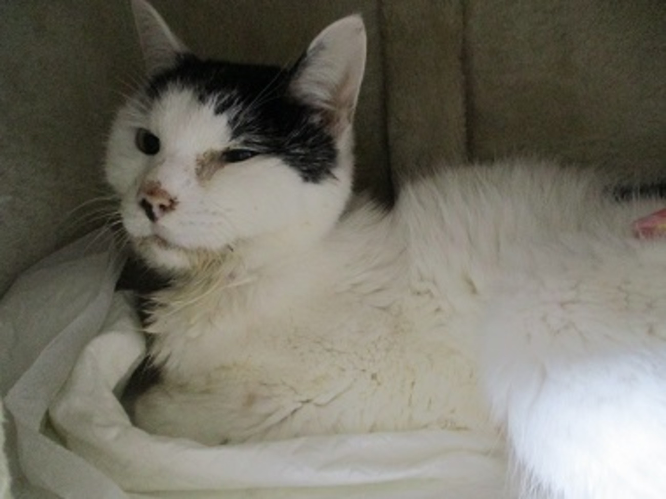 ジーンが逝きました。 - ウエスティに猫な日々