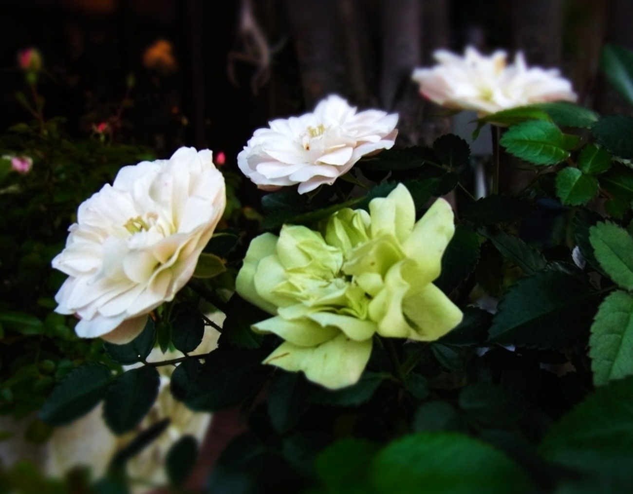 Two-Face - 花屋ふた葉 hanaya-futaba’s blog