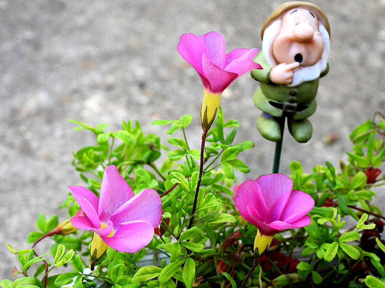 弥生三月の訪れと孫のお祝い - しらこばとWeblog