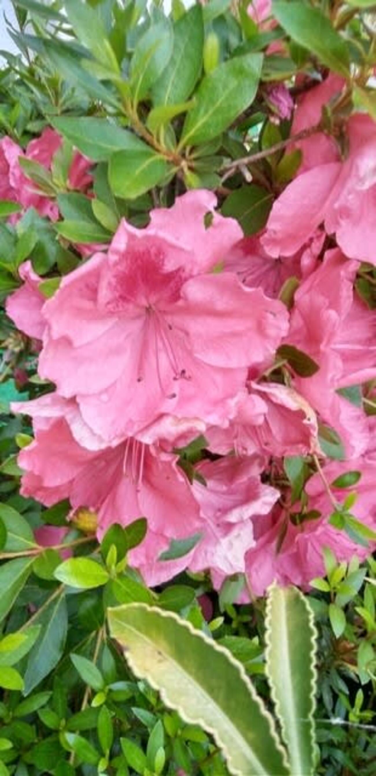 わが家のアザレア2株 2024.5 - 銀杏の巨樹を訪ねて