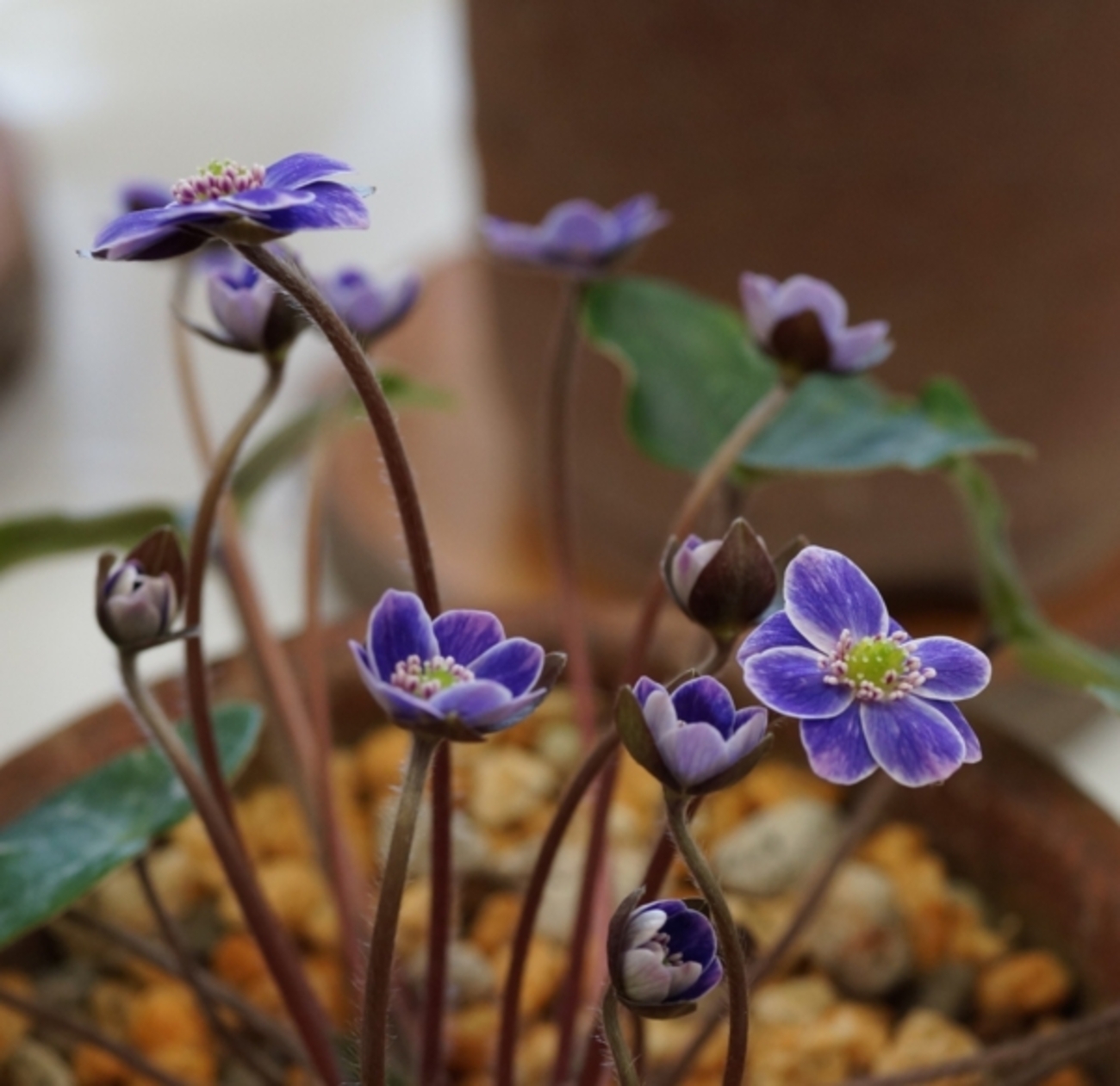 雪割草 - ほ ほ え み