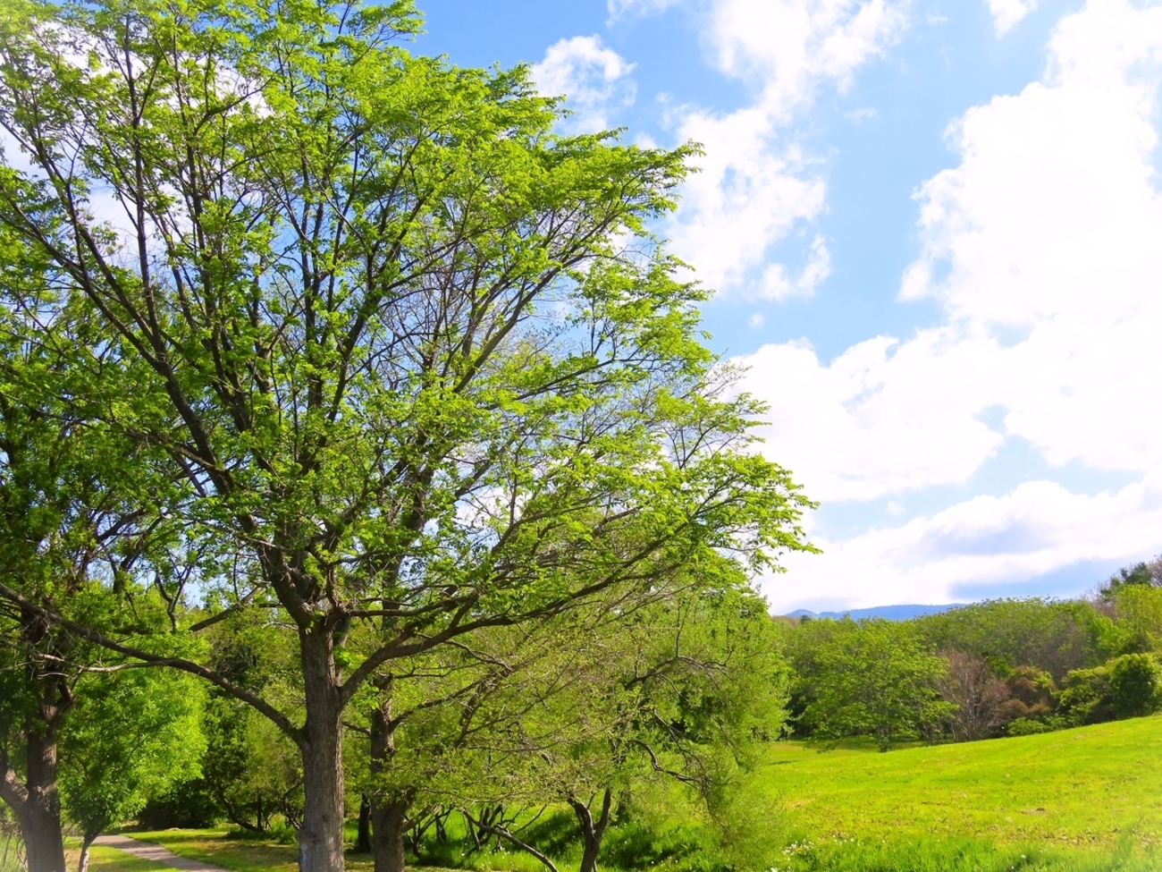 新緑の森の中で咲くクリンソウ・・・ - グリーンフォレスト（歳時日記）