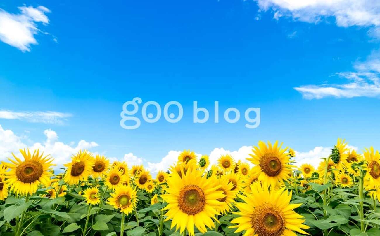 今日も、三十度？以上 - kyoko-ky211のブログ