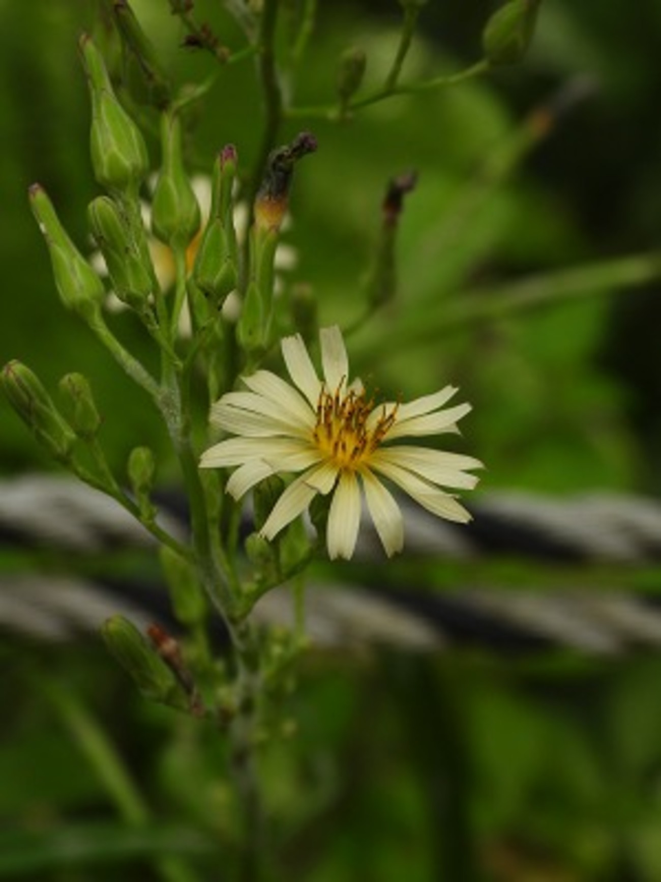 20250928 調布市野草園・神代植物公園・殿ヶ谷戸庭園 - minhana-bei-hateのブログ