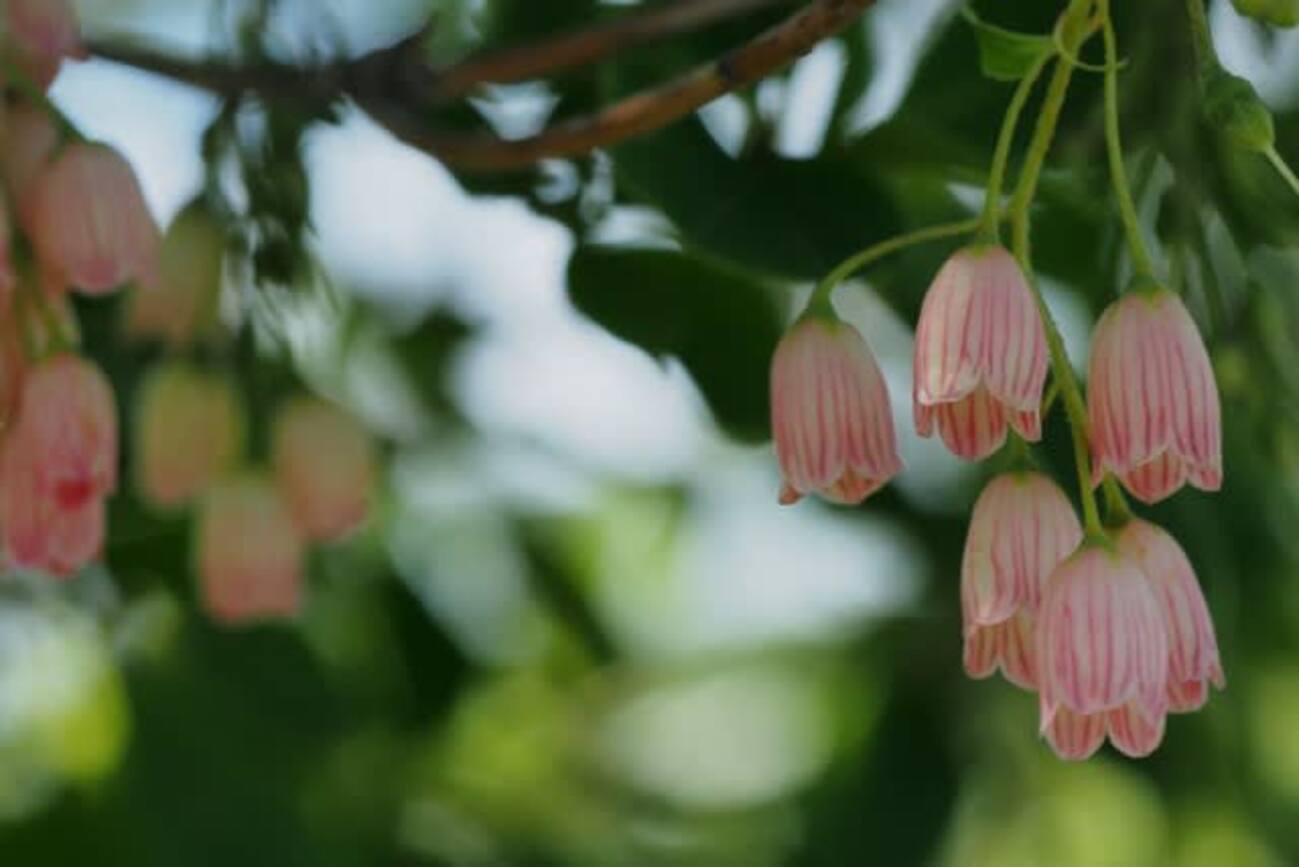 川上岳（名残りのサラサドウダン）Jun.24 - Forest Sync.