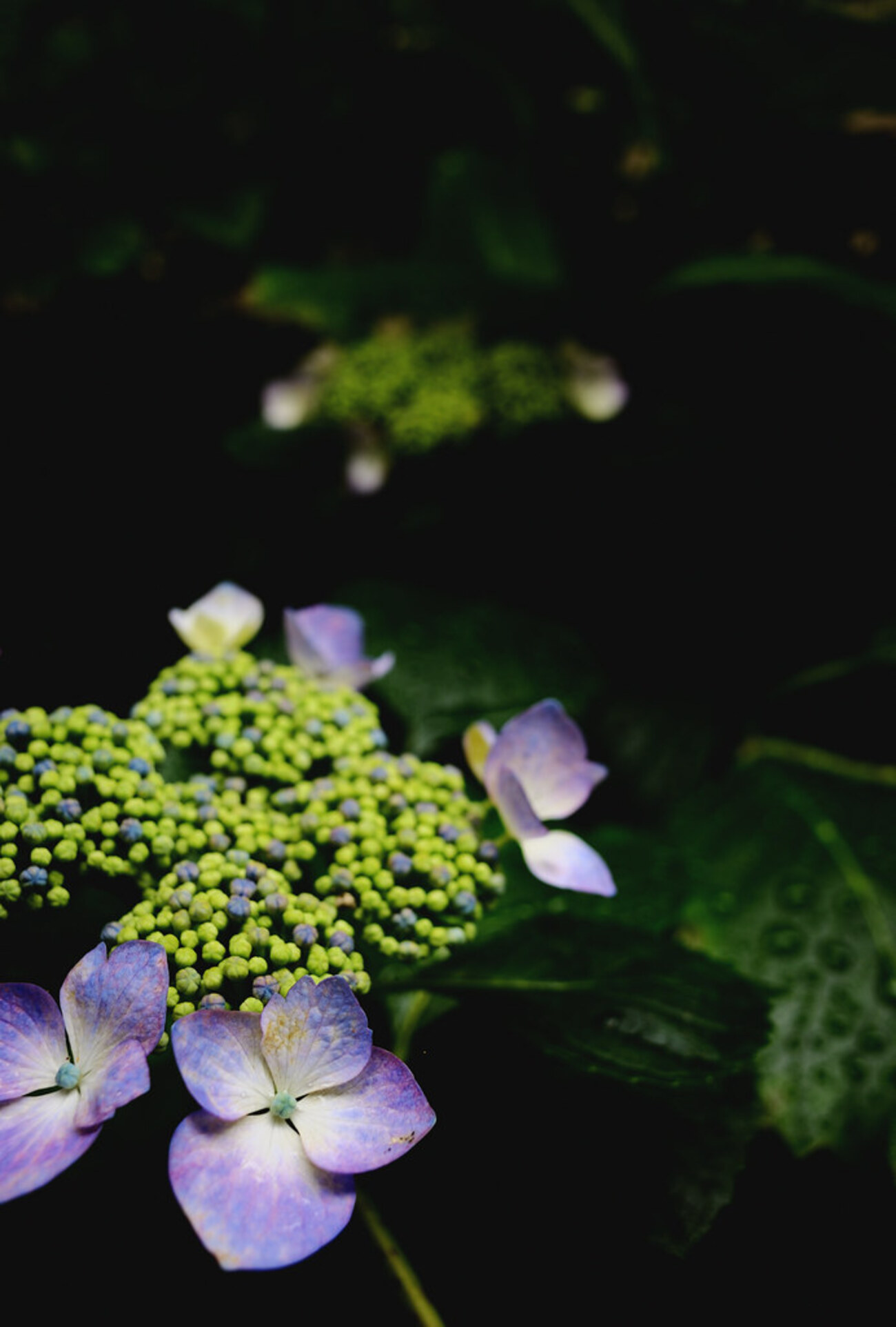 紫陽花 - 24hours plus one