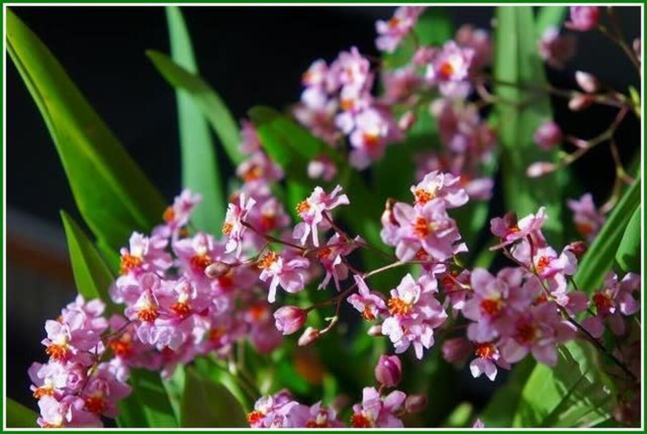 オンシジウム・トゥインクル 'フレグランスファンタジー'＆寒咲き・日本水仙 - hiroの花便り part2