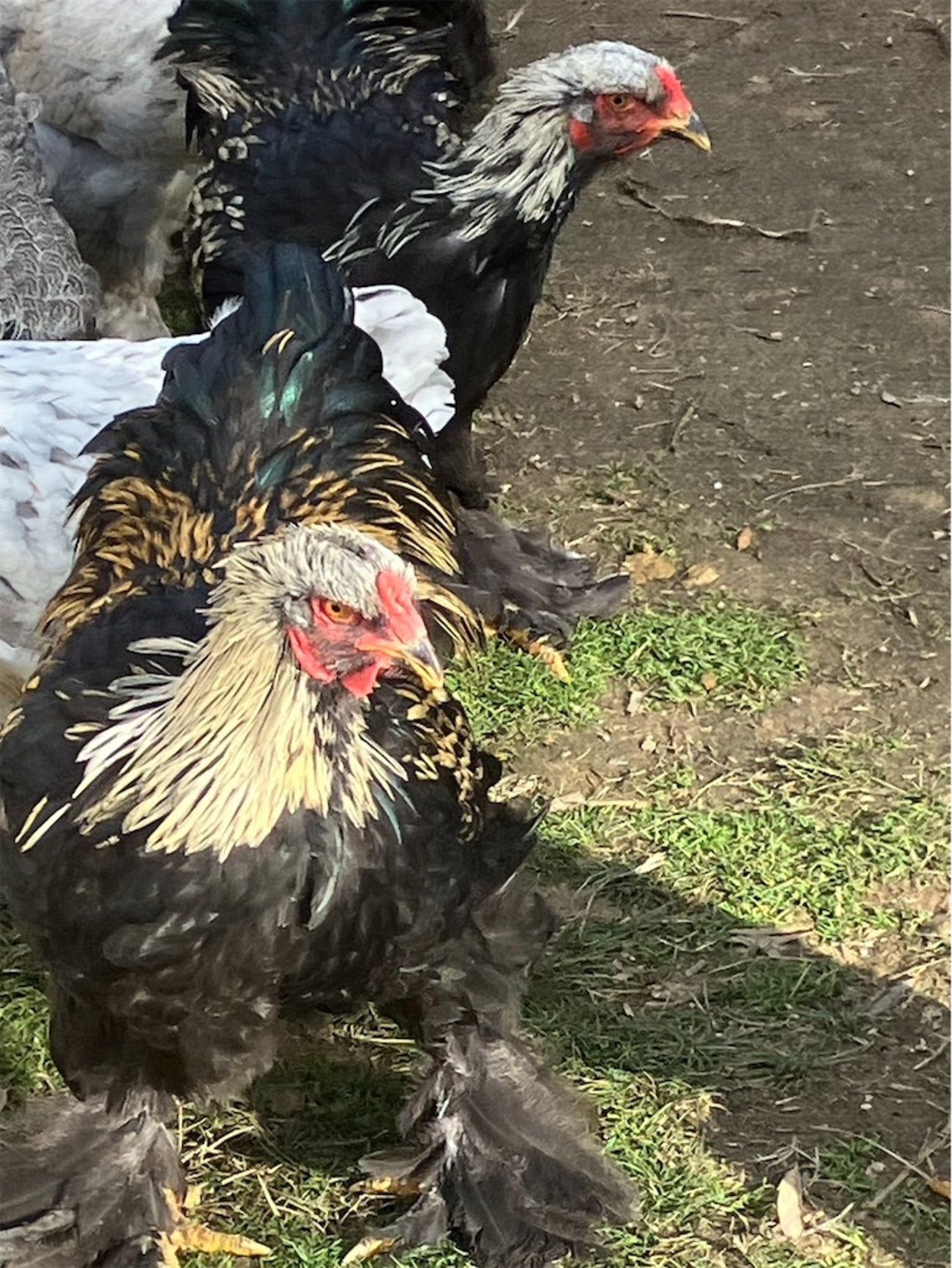 Darkest Before Dawn - ドバラダ道中記〜ジムダリングときどき岩〜