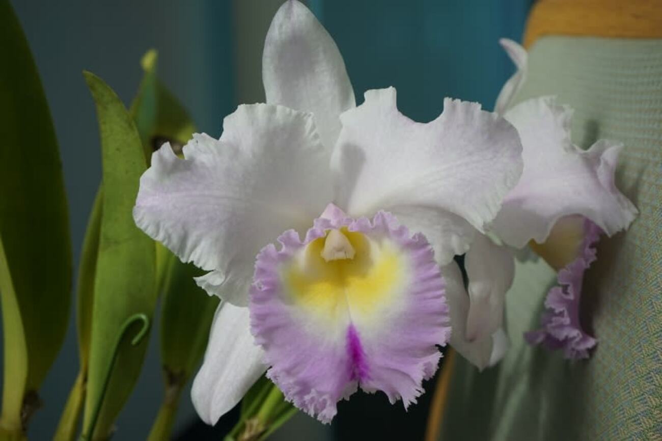 Rlc. Sunnystate's Cherry Song‘Luna’ - カトログ !! ～ カトレヤ交配種のブログ (Hybrid ...