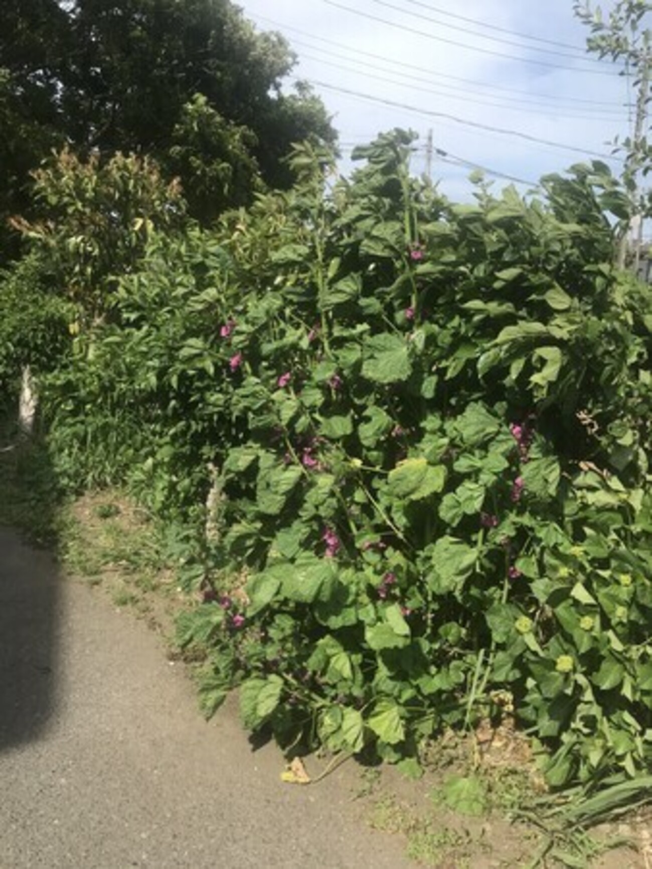 木葵 - Living, Loving, Thinking, Again