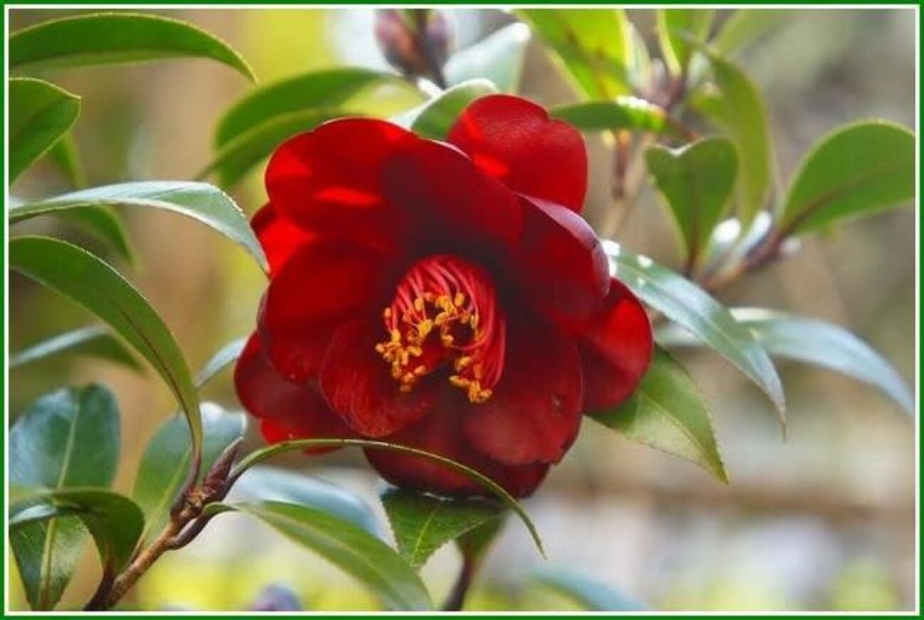 椿（黒椿／都鳥／卜半／名前不明） - hiroの花便り part2