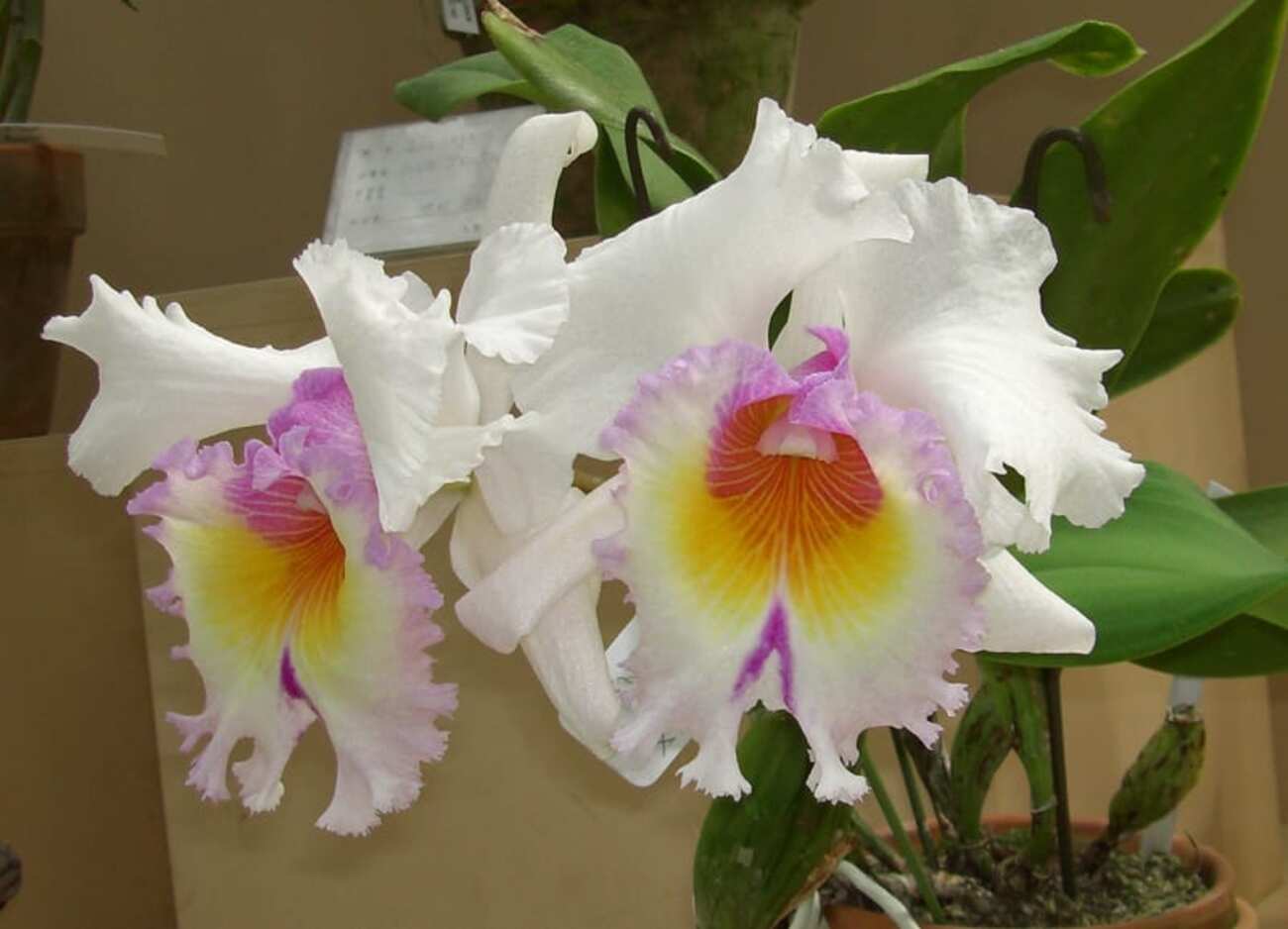 Rlc. Peggy O'Neill‘Royal Lady’別個体（一例）画像集 - カトログ !! ～ カトレヤ交配種のブログ ...