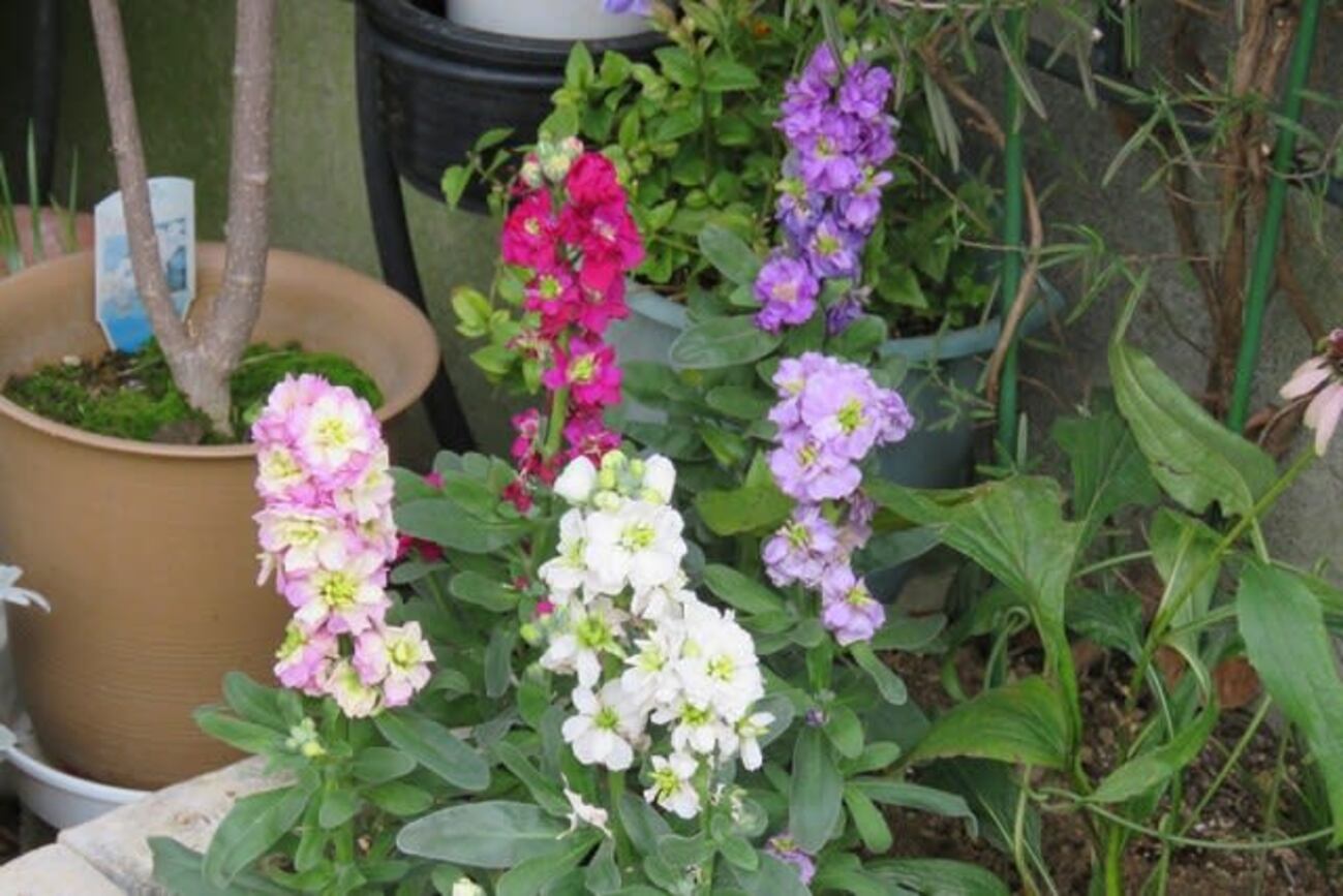 ストック - Kobby loves 埼玉＆レッズ