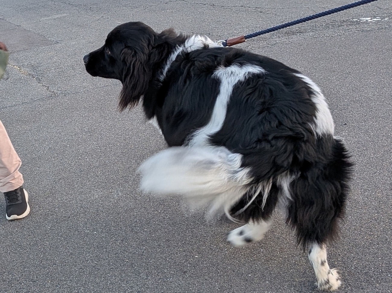 ココちゃんとランディー君のデートは？でした - 愛犬メロンパパの気まぐれ日記