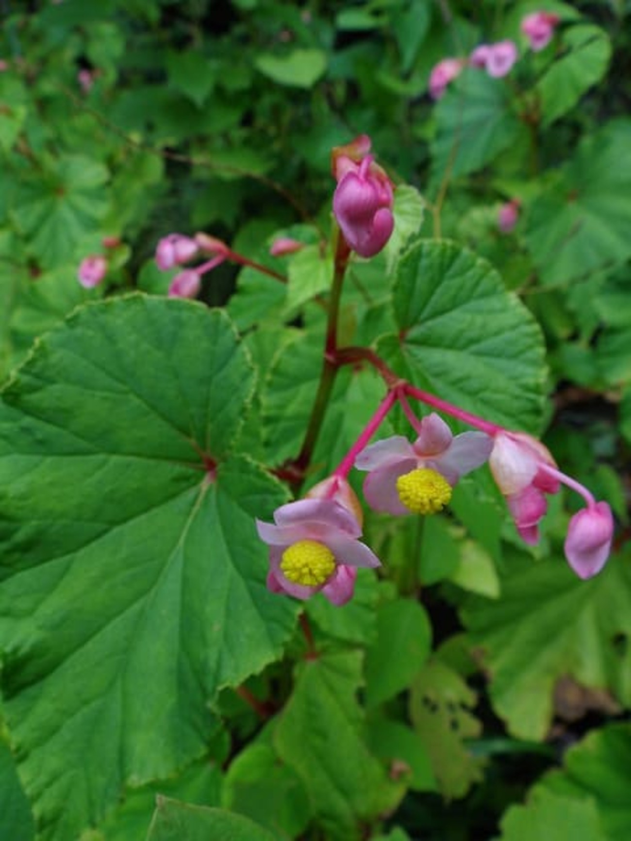 シュウカイドウ - 高尾山 野草園 - minhana-bei-hateのブログ