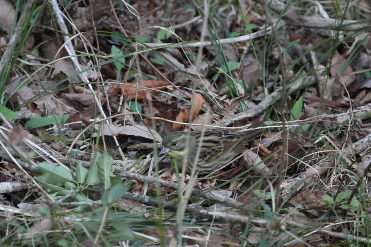 ぶらぶら散歩（大神子公園） - tokusan_77’s blog