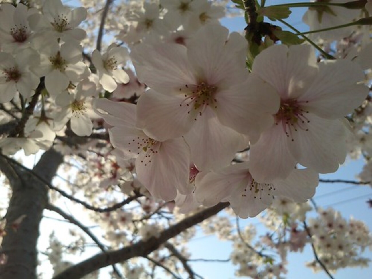 桜 - S51SEのカメラで - Notebook :: Hibi no Note