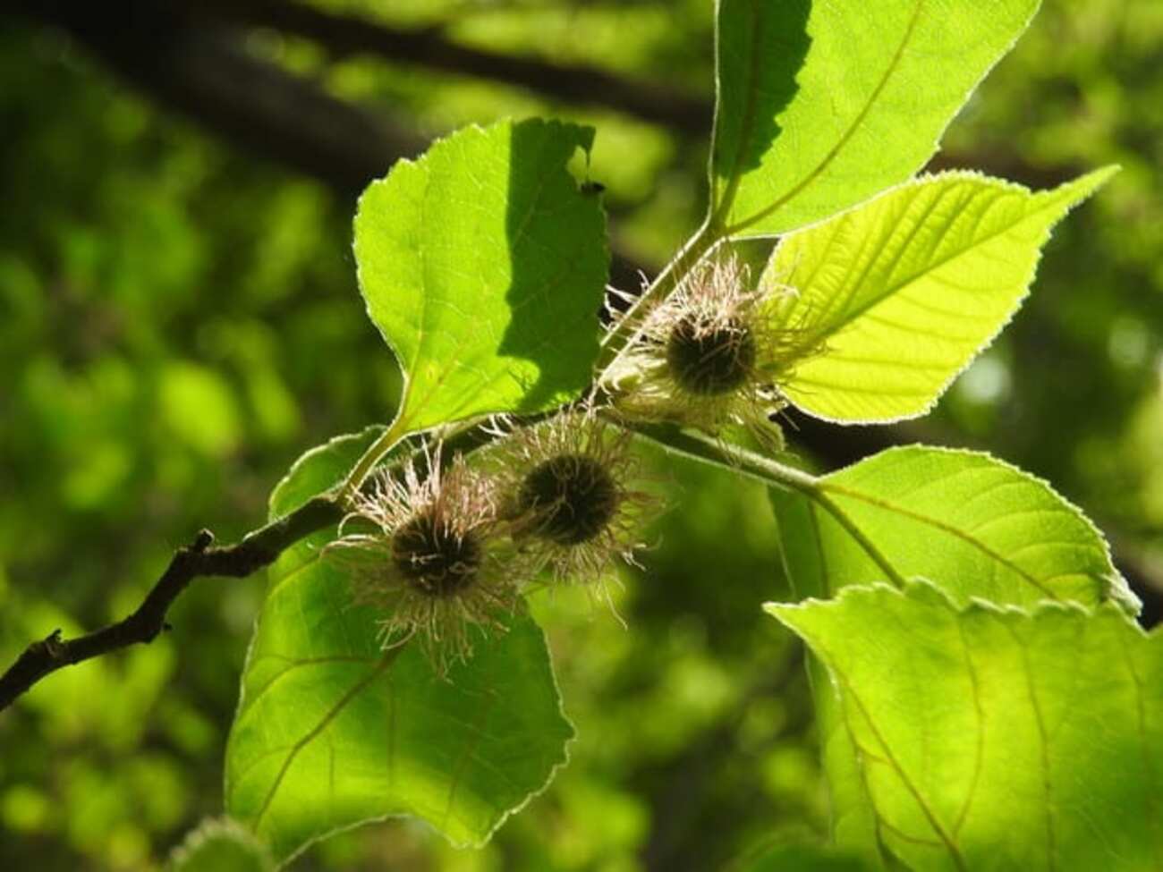 カジノキ - 新宿御苑 - minhana-bei-hateのブログ