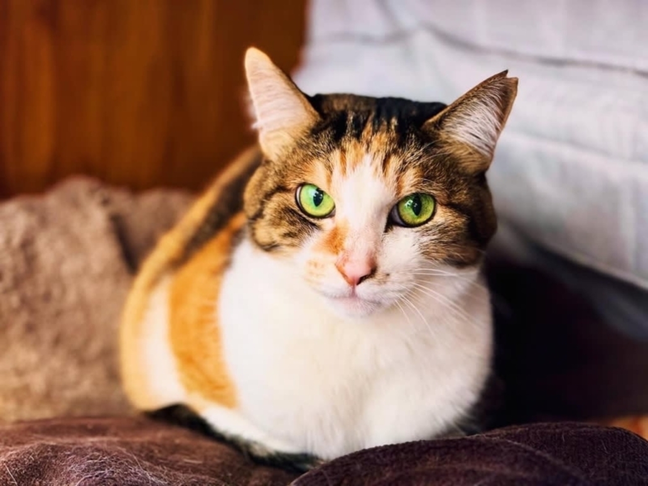 機種変更 - Lady Fuku