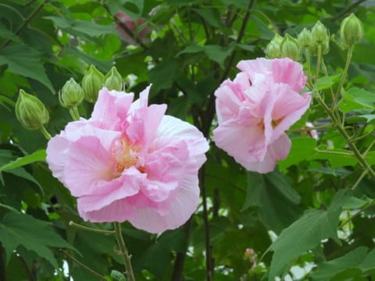 ショックな話。 - くりまんじゅうの日記