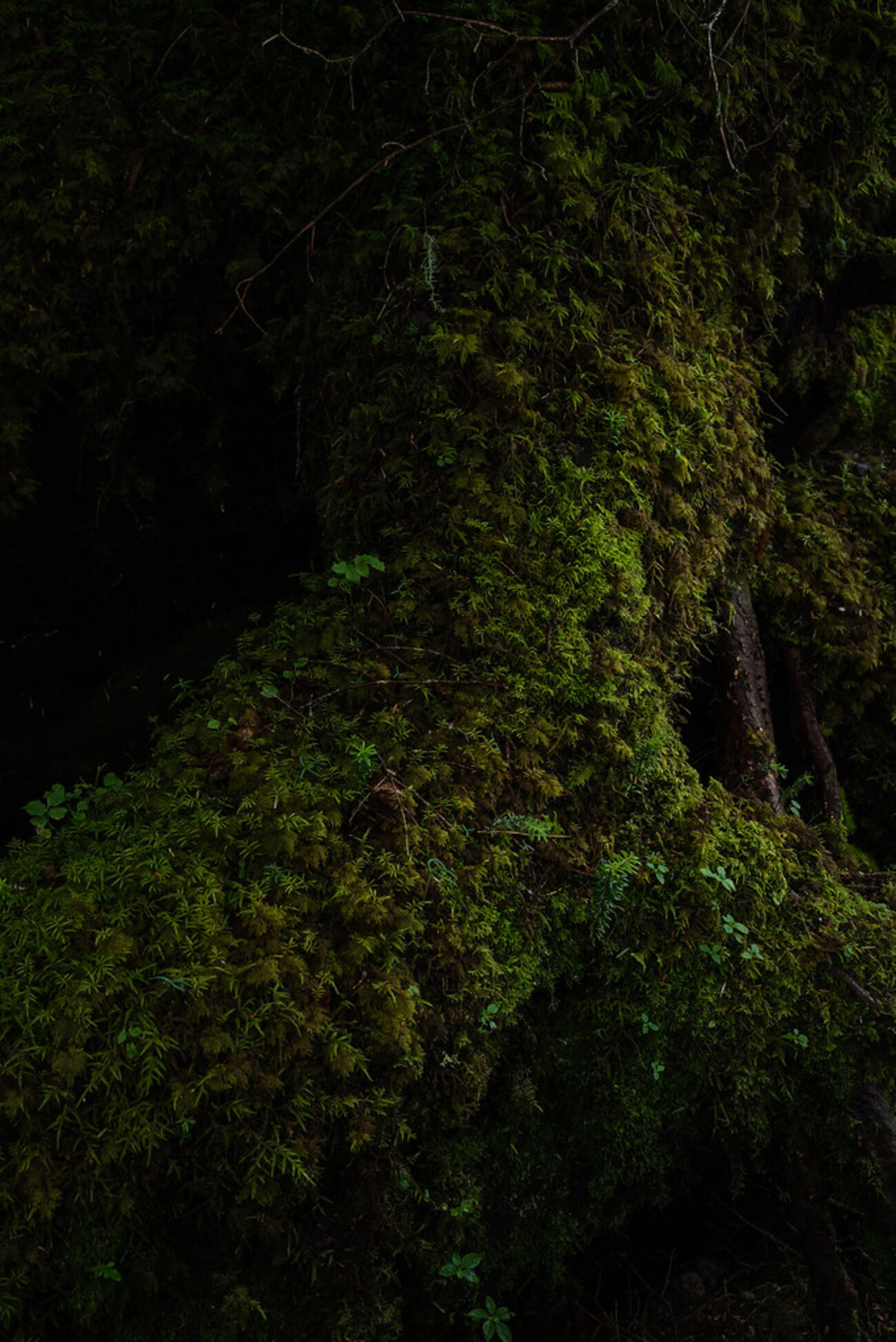 Nature snap #4 - An Ordinary Moment