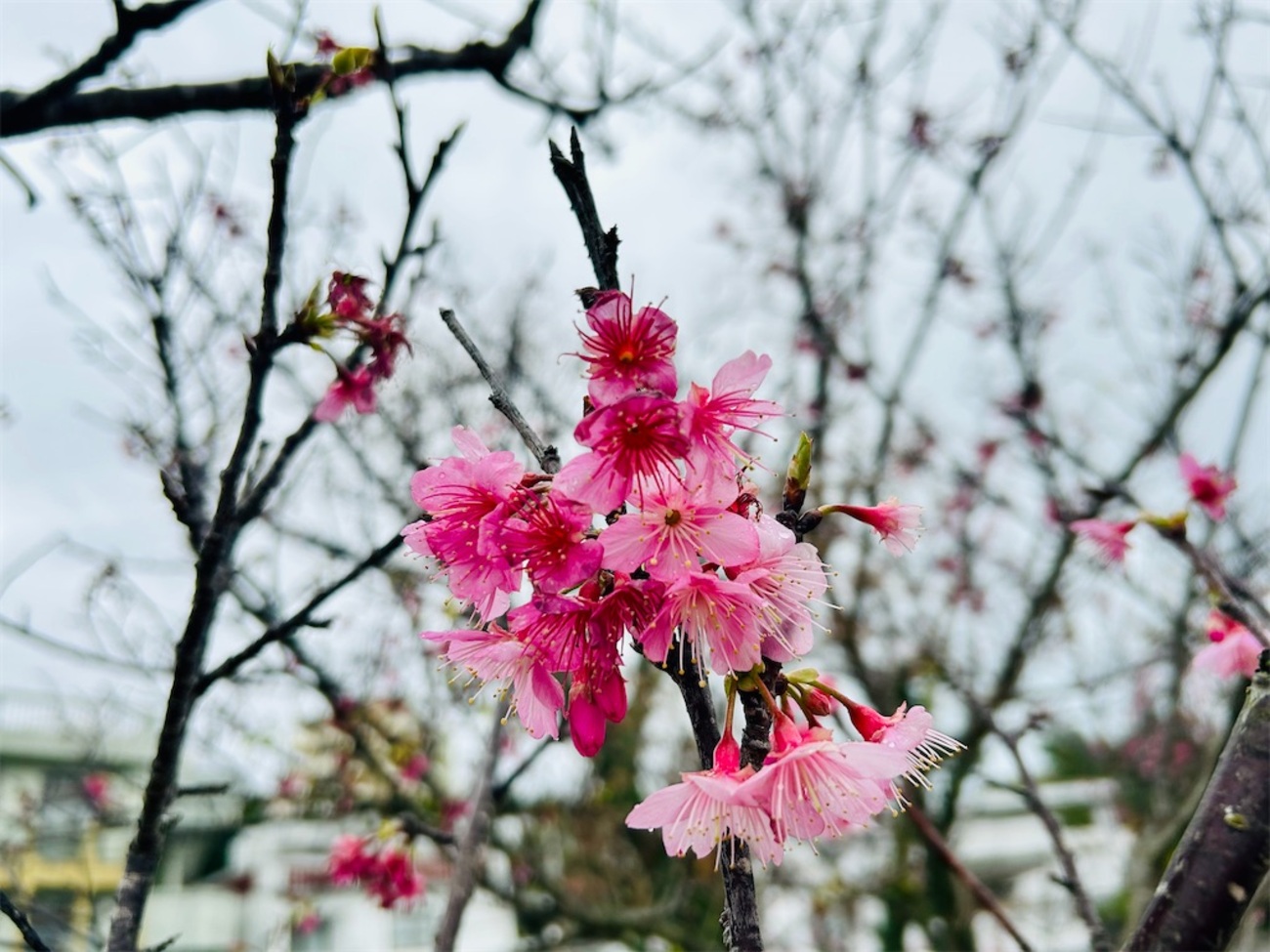 今夜7時30分〜ラジオ沖縄『山原麗華の元気なナツメロ(爆笑)』生放送でお送りします - 山原麗華の活動ブログ♡