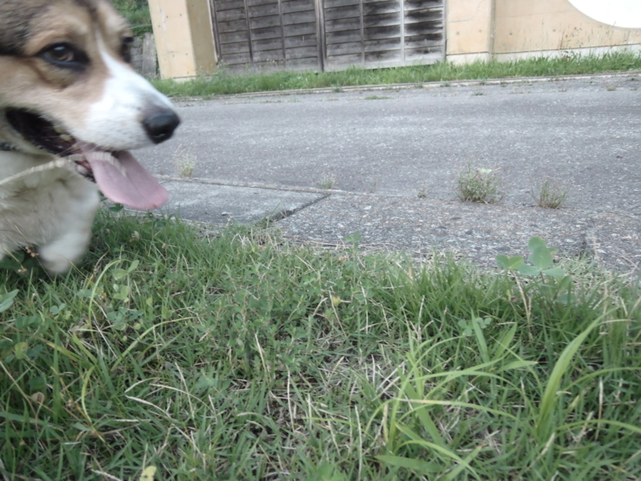 福島、予選敗退に涙「振り出しに戻るいいきっかけ」＝世界陸上・女子200m - kicmac-time