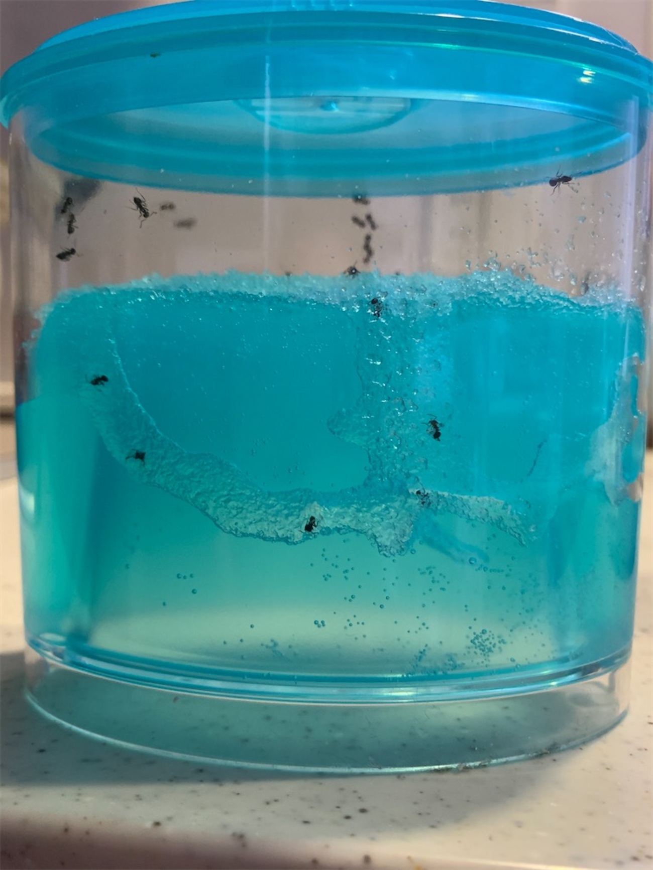 アリの巣その後 - 家事代行おばさんの日記