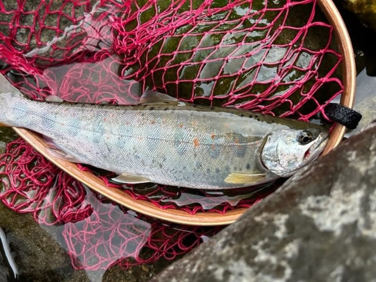 梅雨なのに渇水 Jun.24 - Forest Sync.