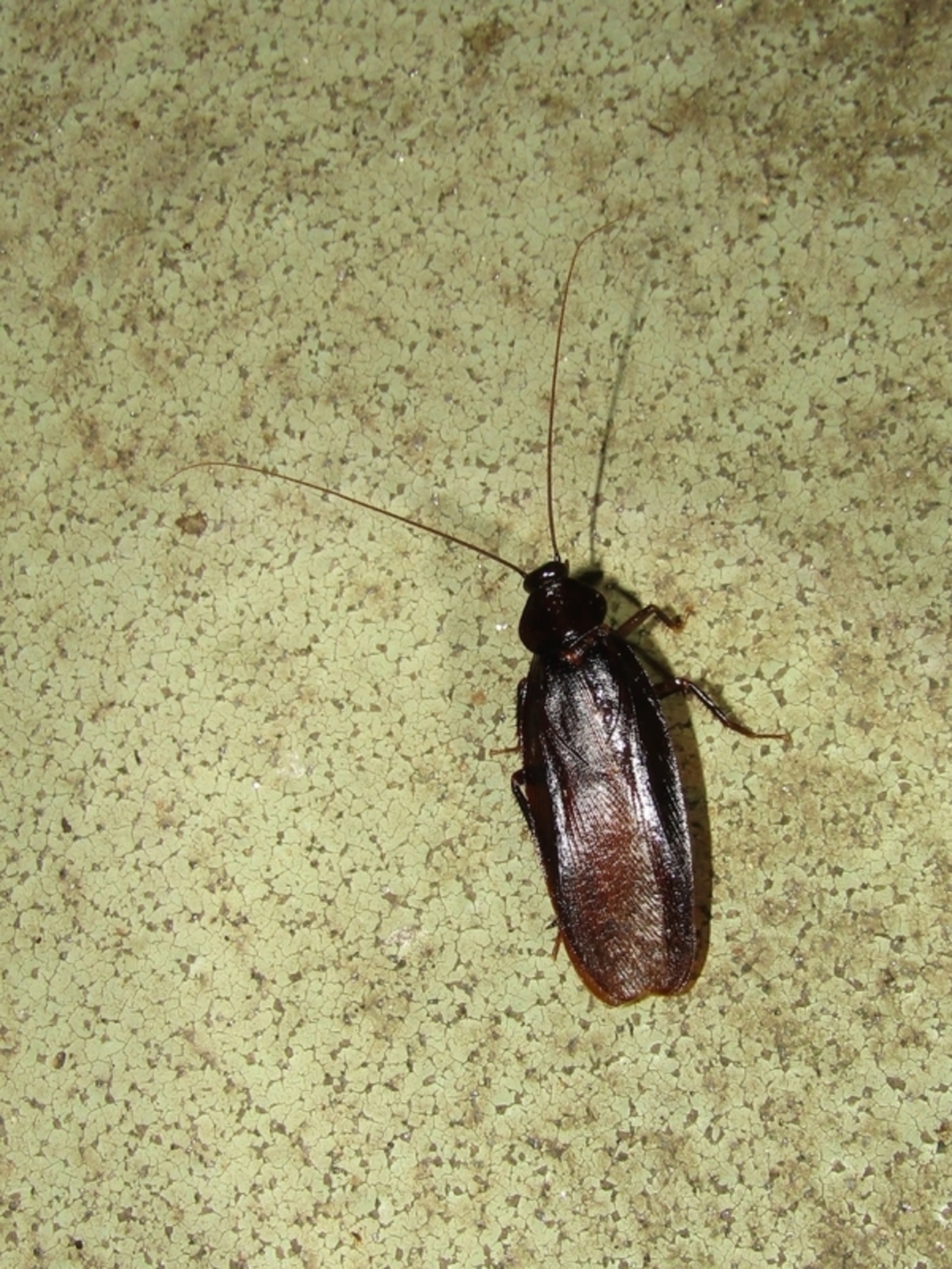 閲覧注意・ヤマトゴキブリ20210630 - KONASUKEの部屋