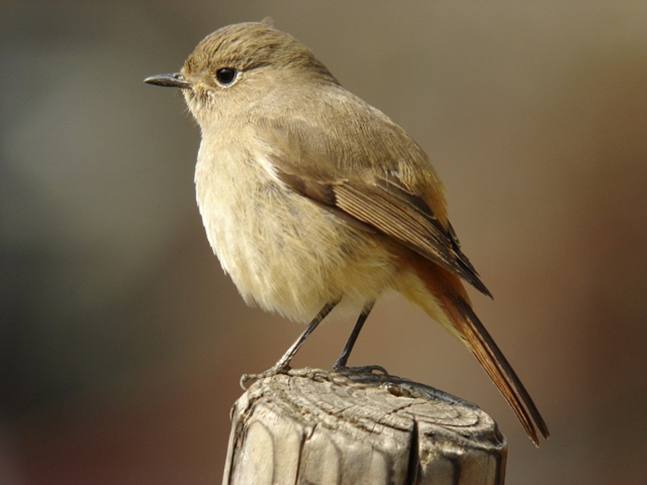 座間に似て高いんだね。訓が一番近いのに・・。パンもハムハムなんだから - Sattan HiRo Cafe