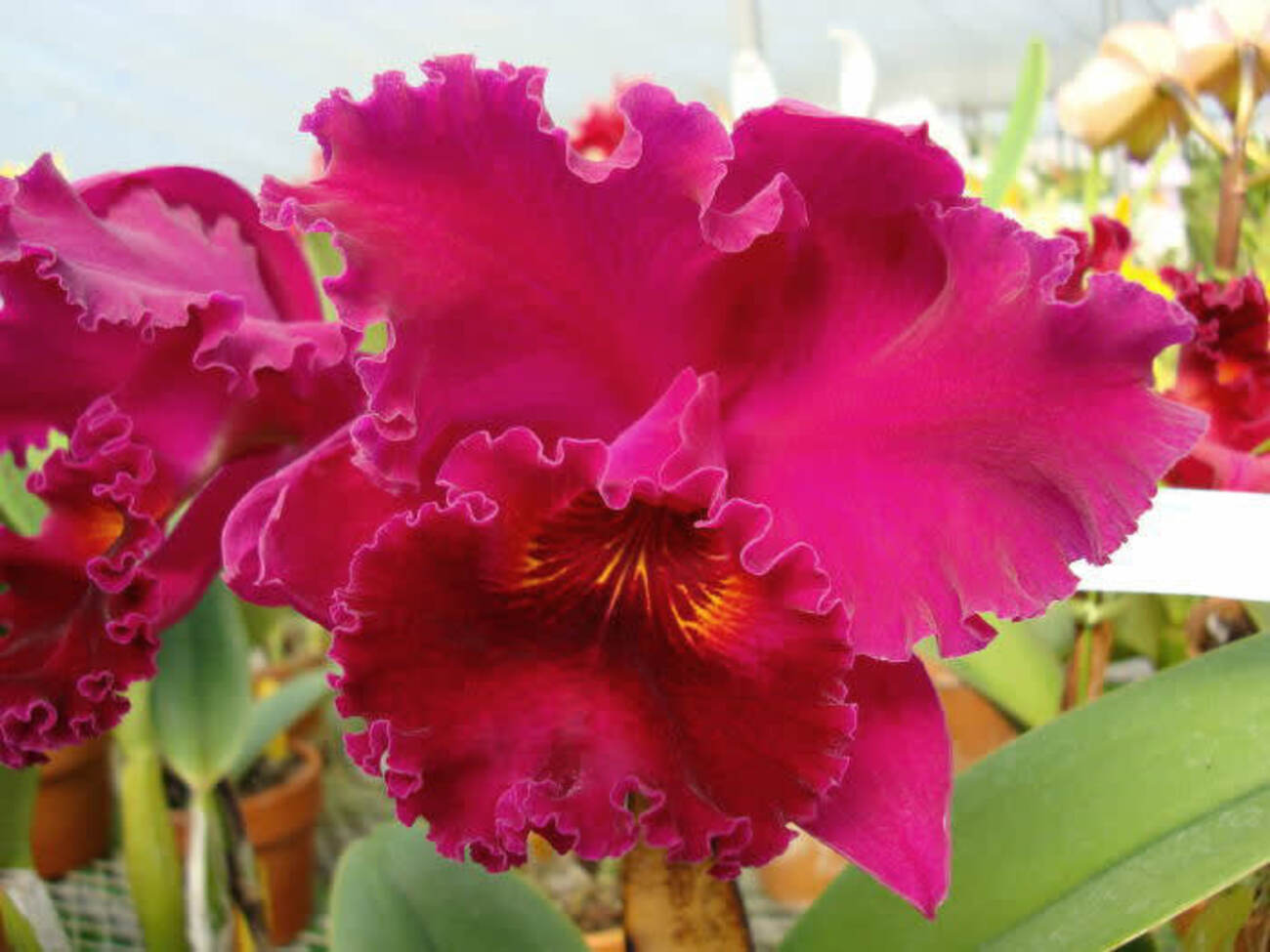 Rlc. Rie's Sweets‘Rima’ - カトログ !! ～ カトレヤ交配種のブログ (Hybrid Cattleya's ...