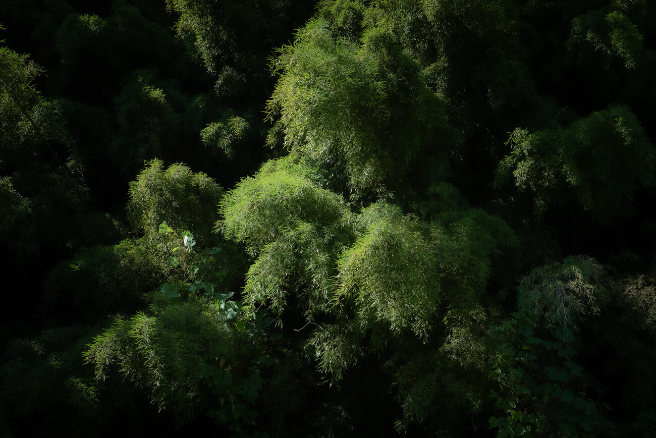 Nature snap #17 - An Ordinary Moment