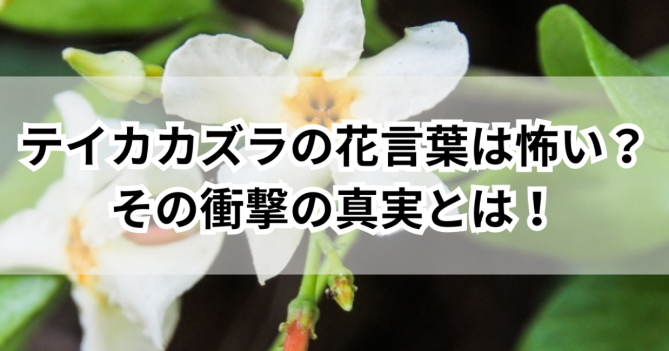 テイカカズラの花言葉は怖い？その衝撃の真実とは！ - くらしの小箱