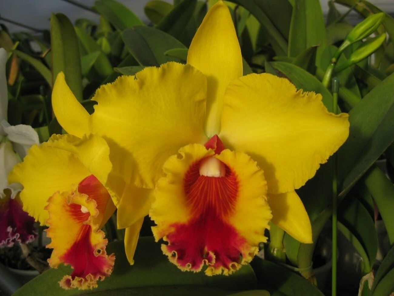 Rlc. Kaoru Suzuki‘Volcano Sunshine’ - カトログ !! ～ カトレヤ交配種のブログ (Hybrid ...