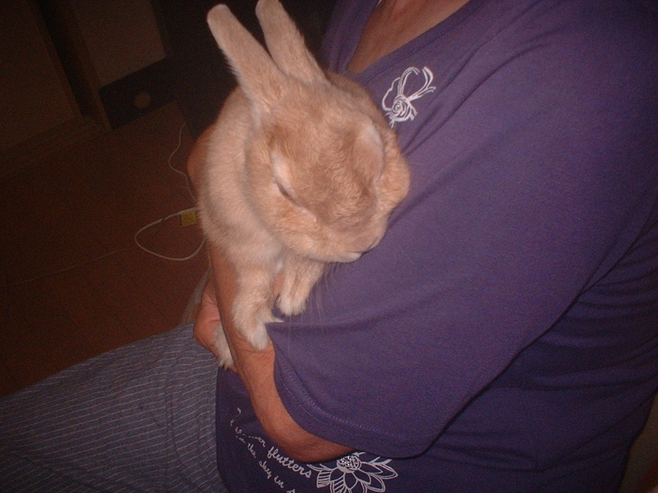 マロンは🐰は可愛いな～ - oton_yukioyahoocojp’s blog