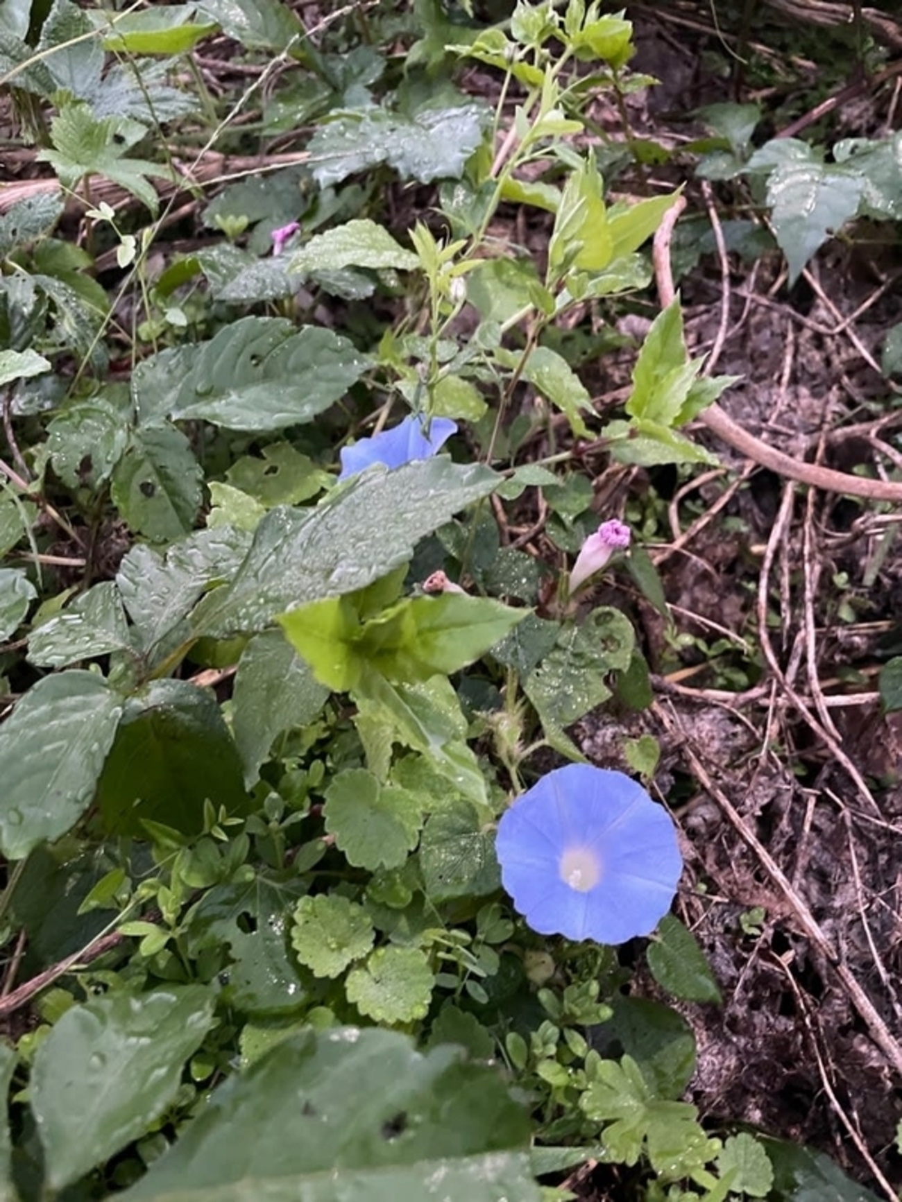 晴れている - 風の吹くまま 気の向くままに
