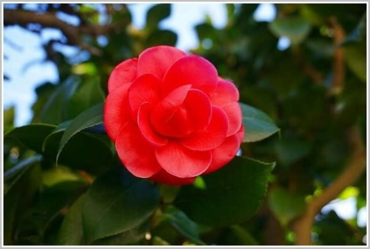 椿・紅乙女 - hiroの花便り part2