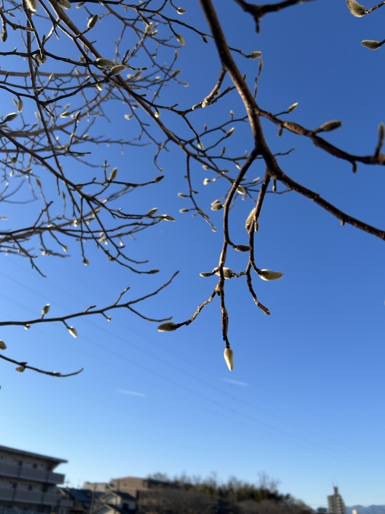 Photo No.2195 / 今日は少し走った - アラフィフいろいろありすぎ