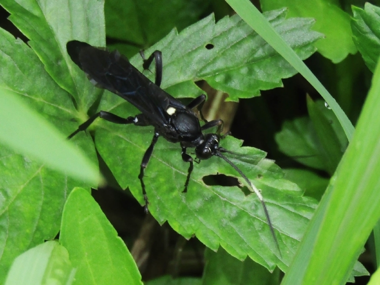 イヨヒメバチ230708 - KONASUKEの部屋