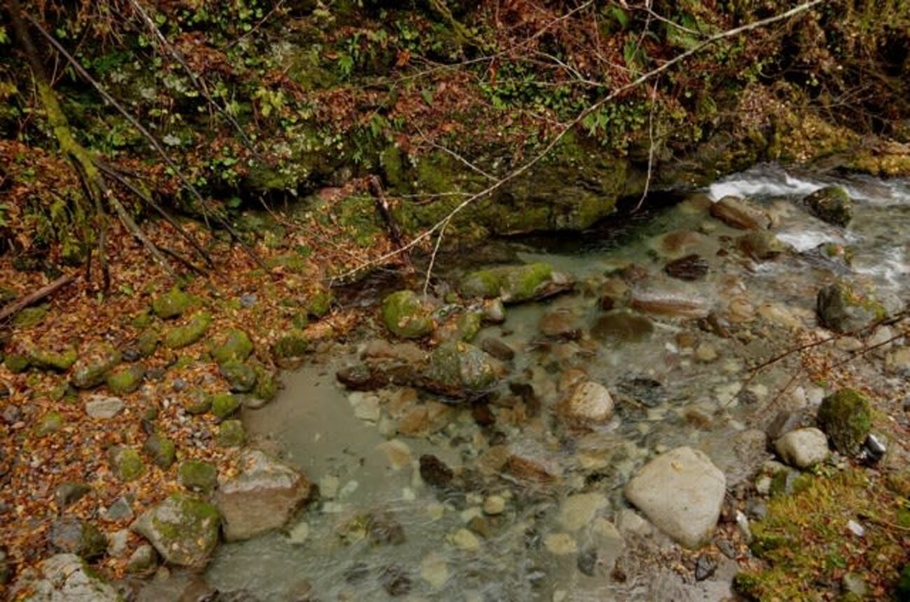 晩秋の渓 (out of season) Nov.11 - Forest Sync.