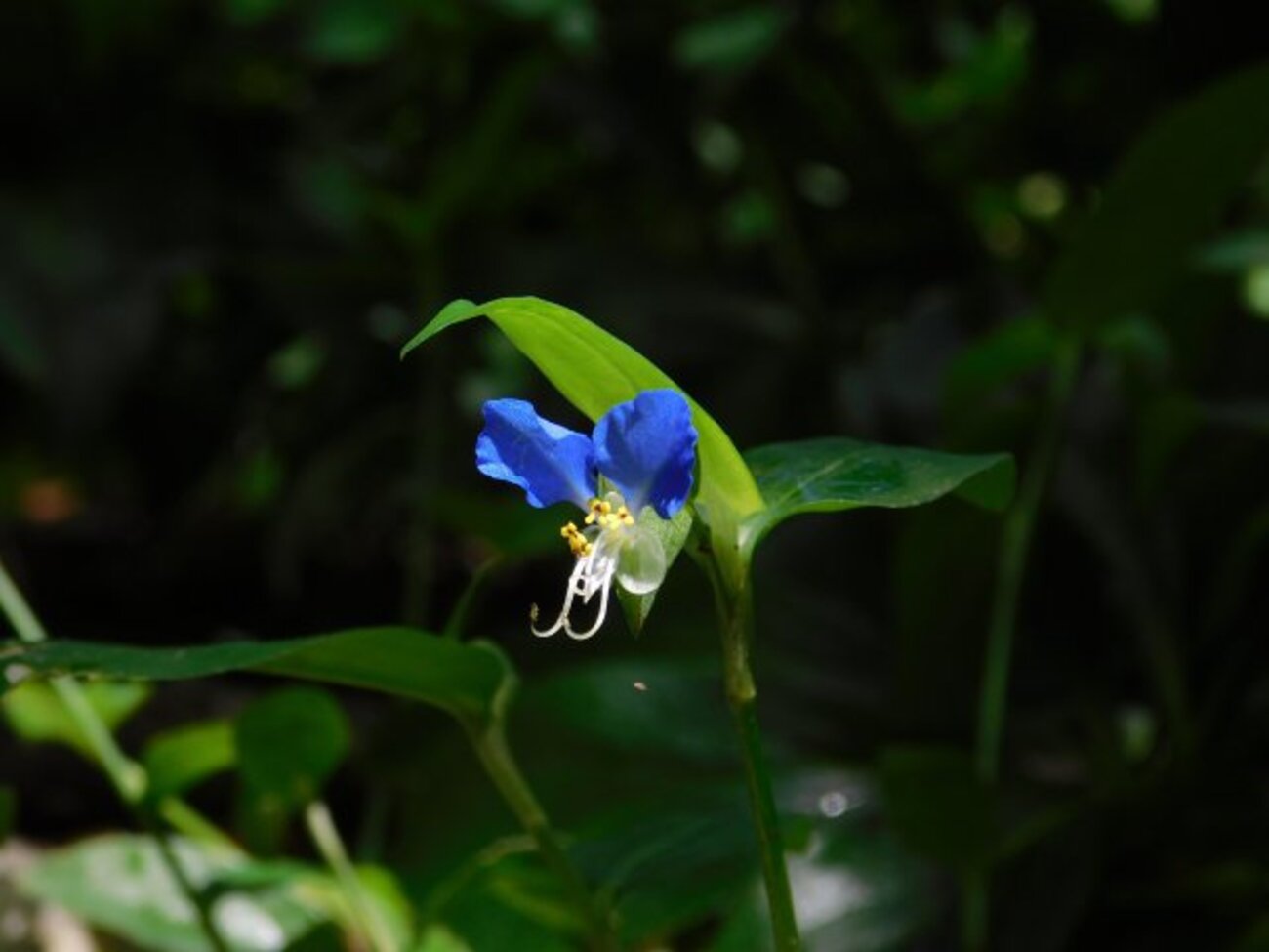 身体周波数 - oichan-2’s blog