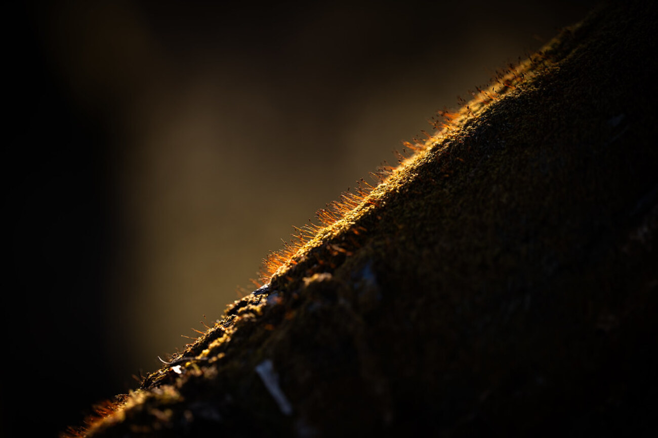 Nature snap #56 - An Ordinary Moment