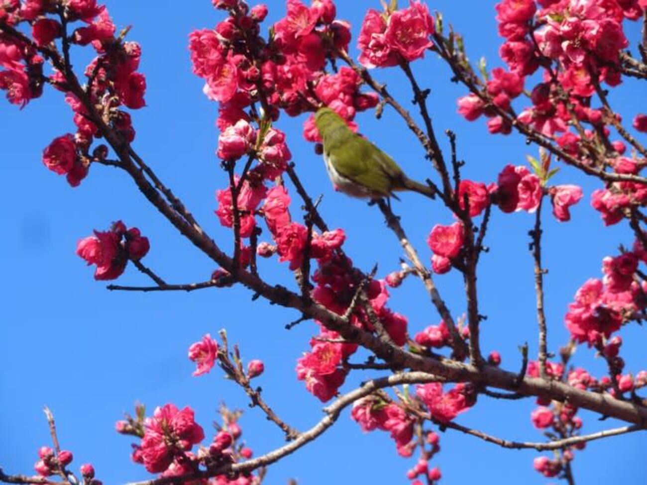 花桃とメジロ - Kobby loves 埼玉＆レッズ
