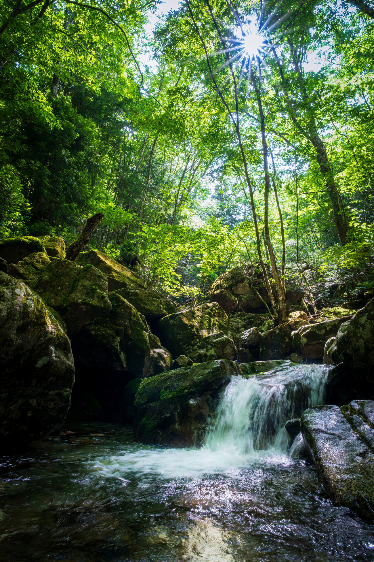 Let's Enjoy Stream Walking 2025-Jun-21 - Let's Enjoy in a Blue Stream.