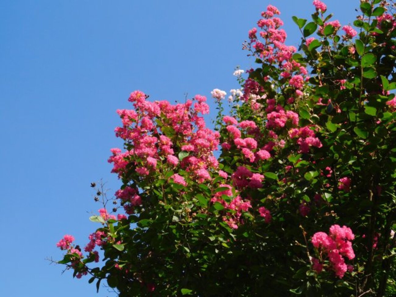 そういえば・・ - oichan-2’s blog